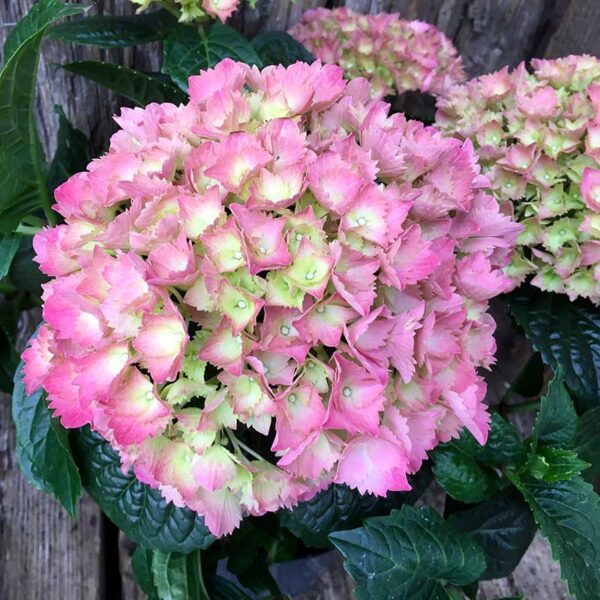 Hydrangea Pink Mop Head Markeaton Garden Centre 4992